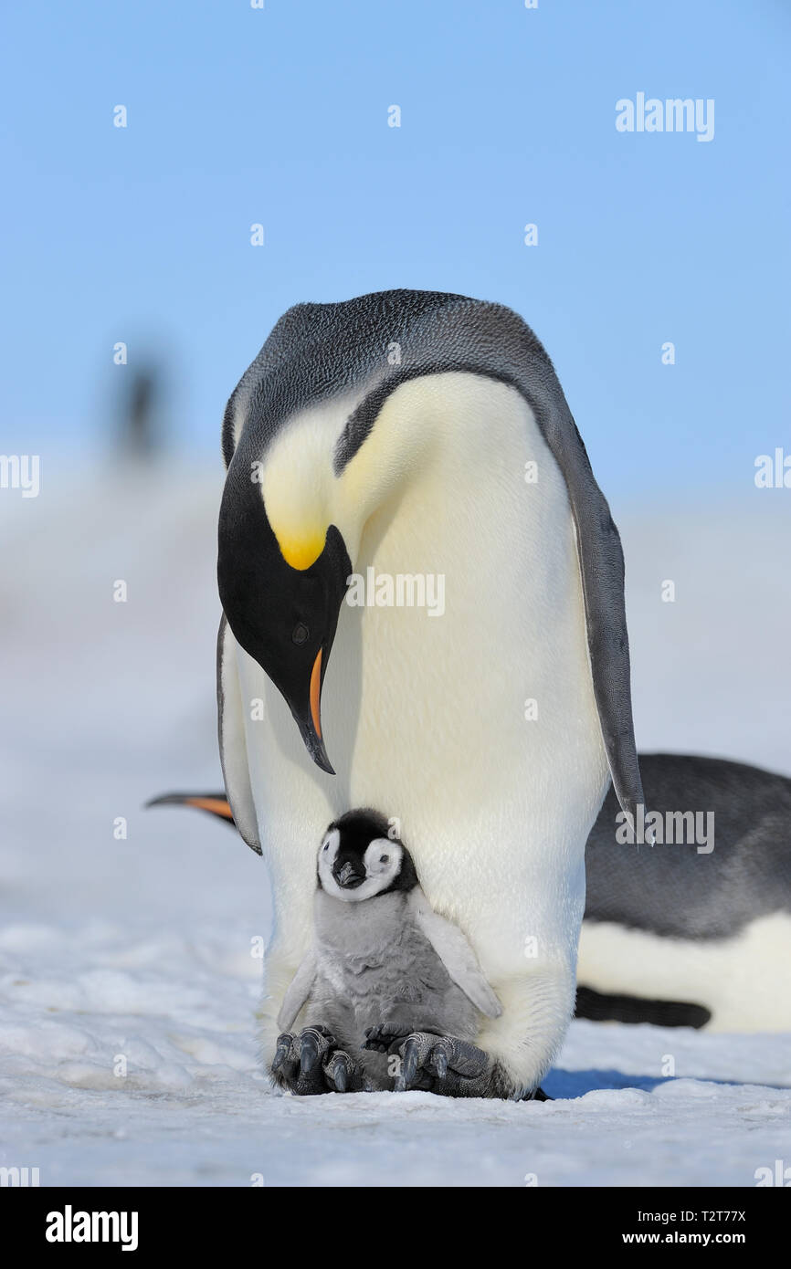 Penguin feet emperor hi-res stock photography and images - Alamy