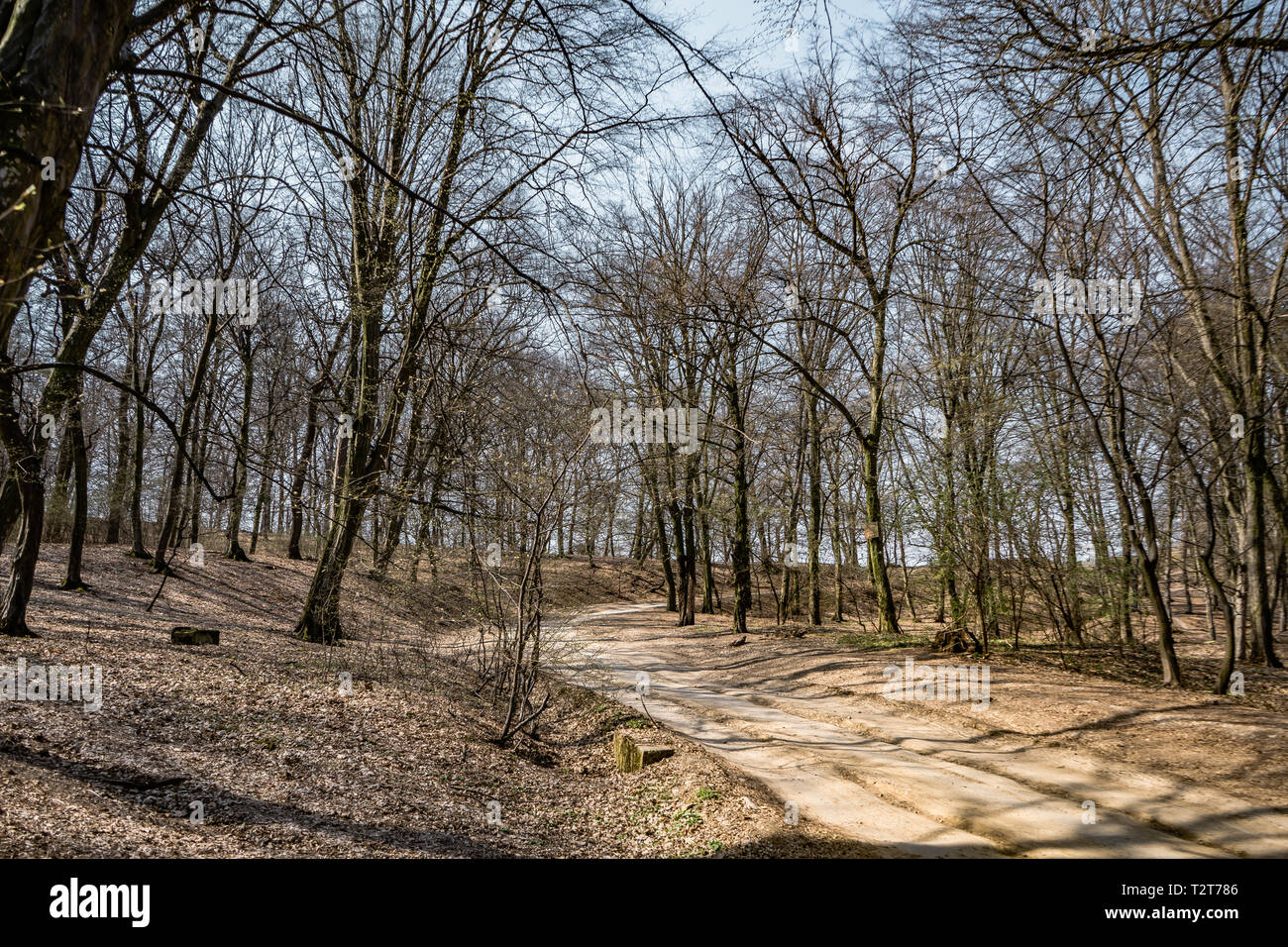 Scary forest romania hi-res stock photography and images - Alamy
