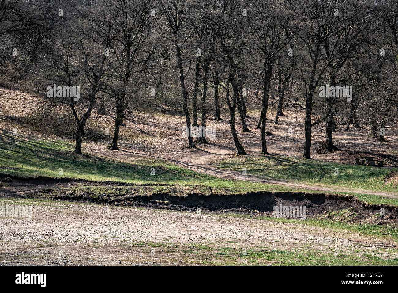 Hoia baciu forest, cluj napoca, romania hi-res stock photography and ...