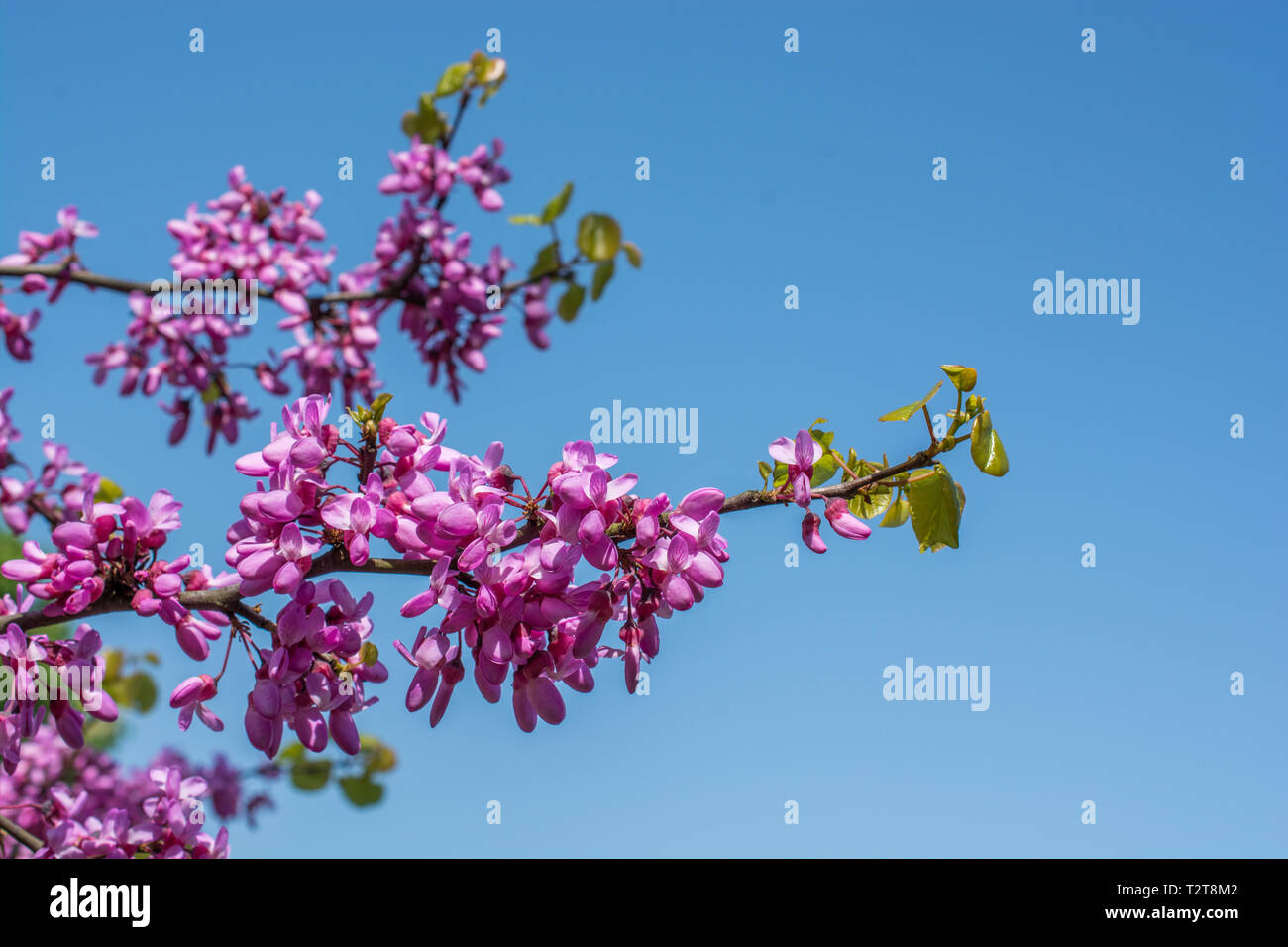 Colorful flowers bloom in the spring in trees Stock Photo - Alamy