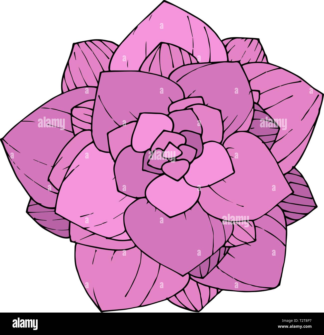 Vector Pink Succulents floral botanical flower. Wild spring leaf ...