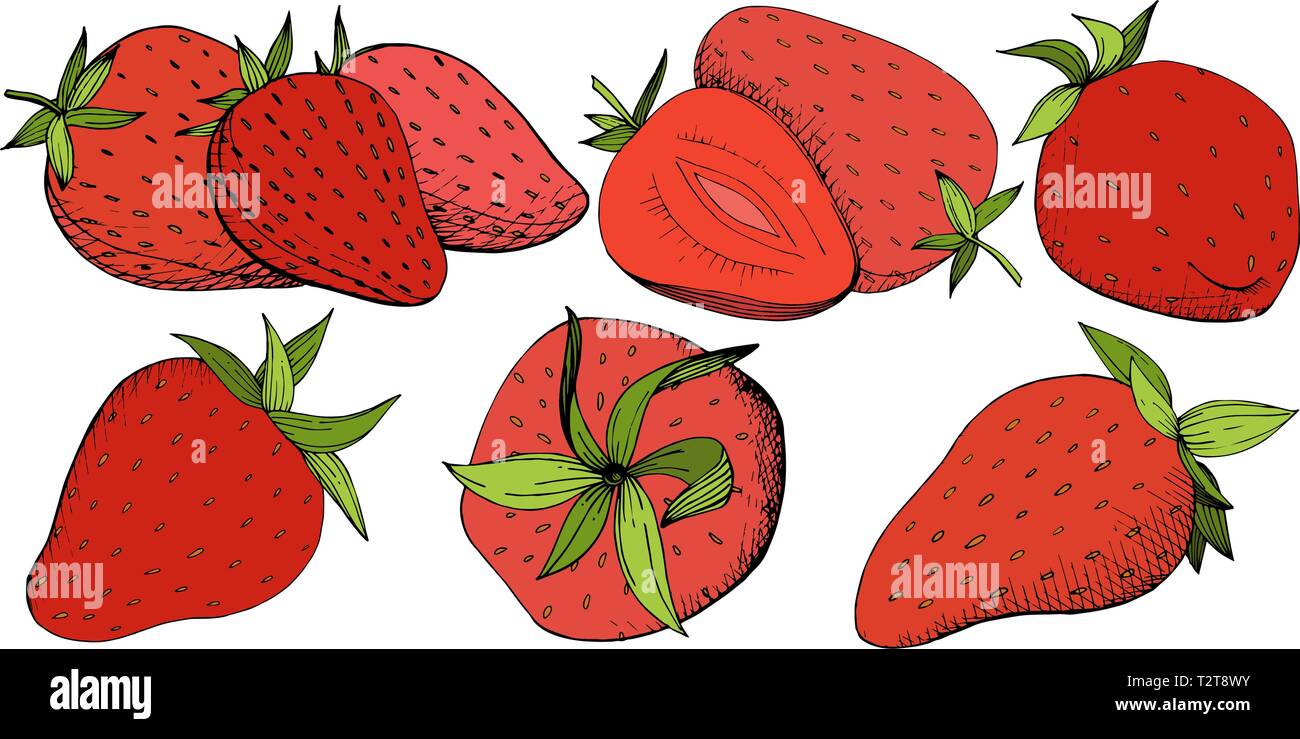 Vector Strawberry healthy food. Red and green engraved ink art. Fresh ...