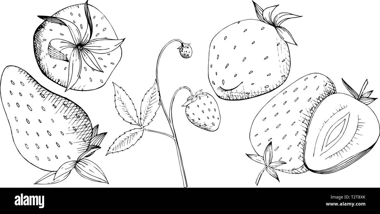 Vector Strawberry healthy food. Black and white engraved ink art. Fresh ...