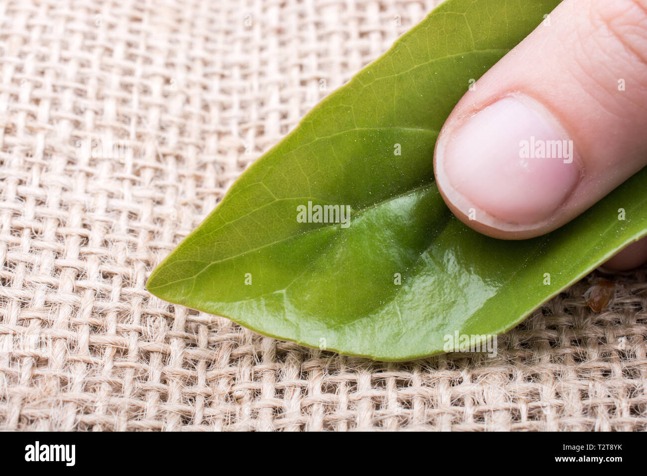 Leaves in hand over a notebook page Stock Photo - Alamy