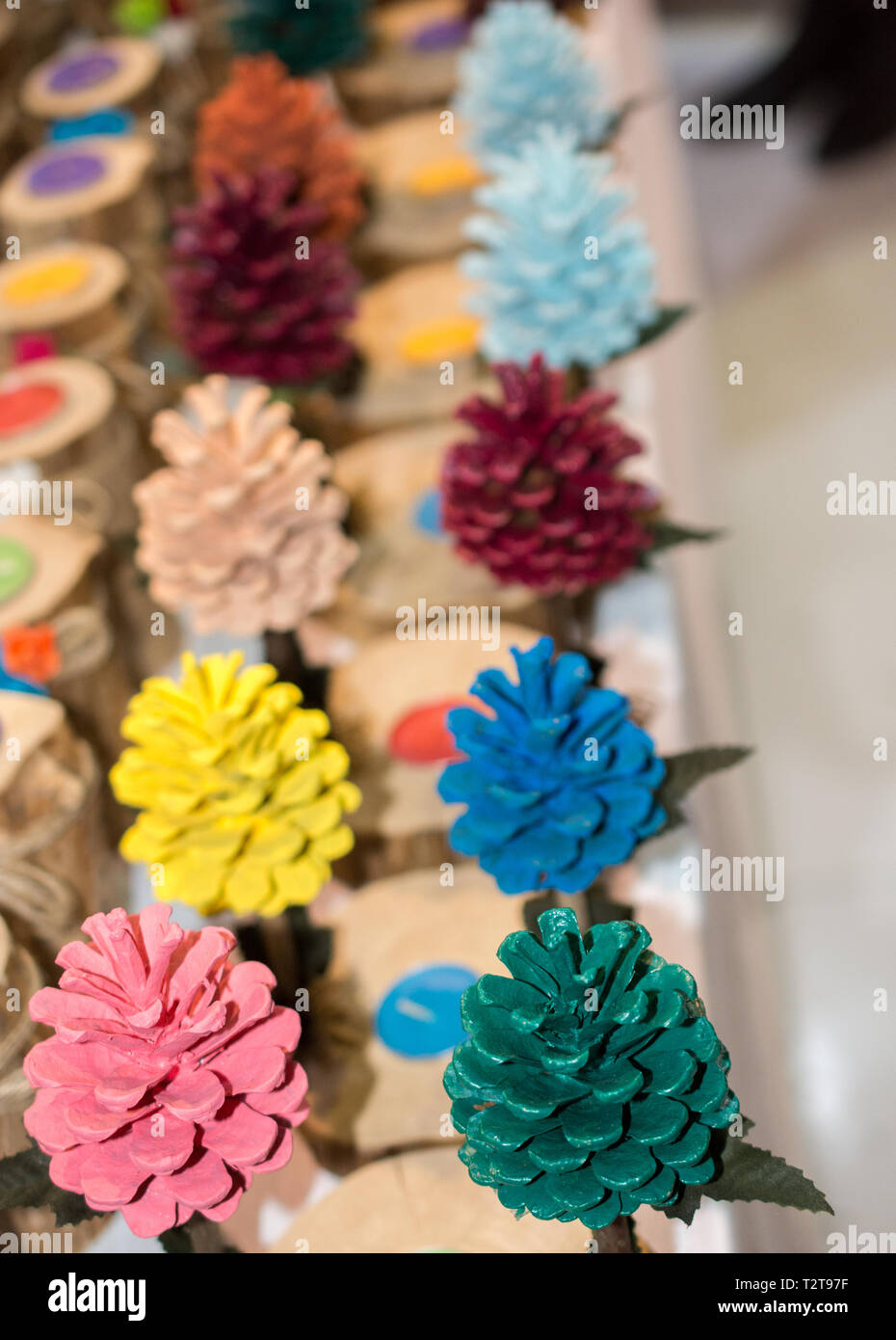 Colorful Pine cones of the pine tree in the view Stock Photo - Alamy