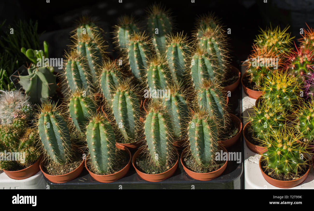 Little colorful cactus plant in a small pot Stock Photo - Alamy