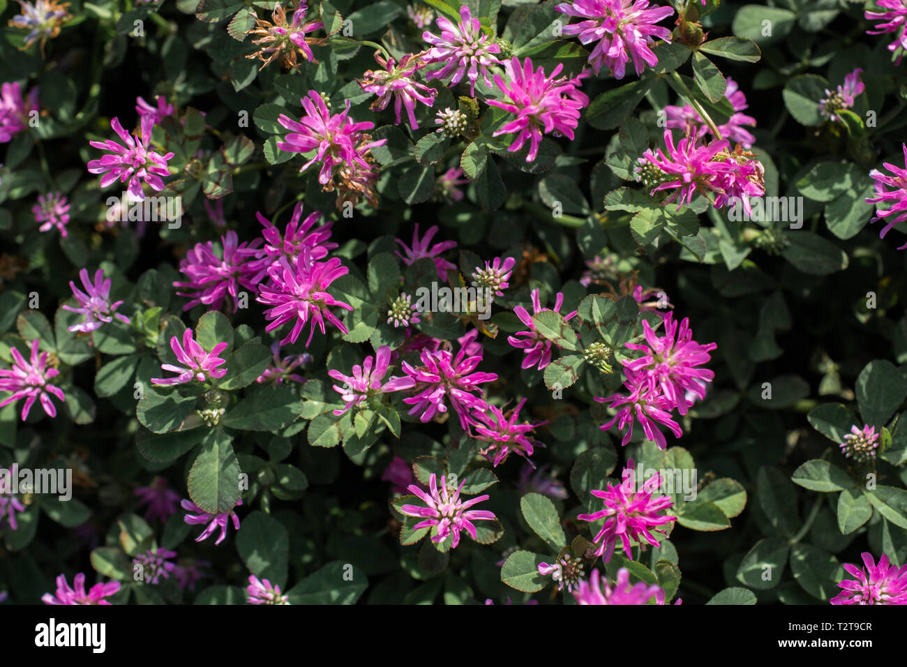 Beautiful colorful natural spring flowers in view Stock Photo - Alamy