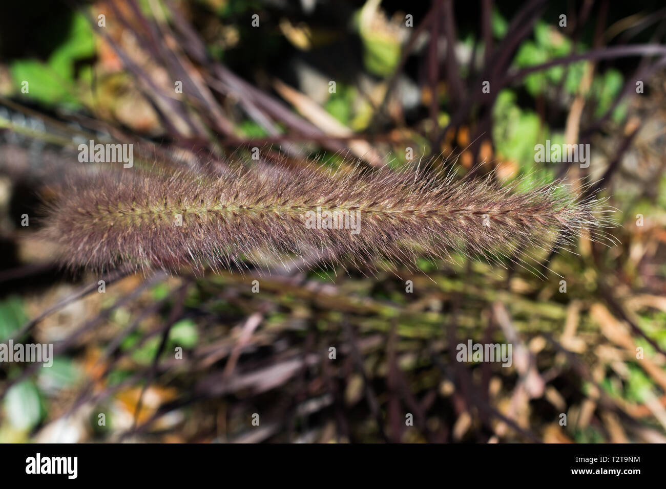 Beautiful colorful natural flowers in dry form Stock Photo - Alamy