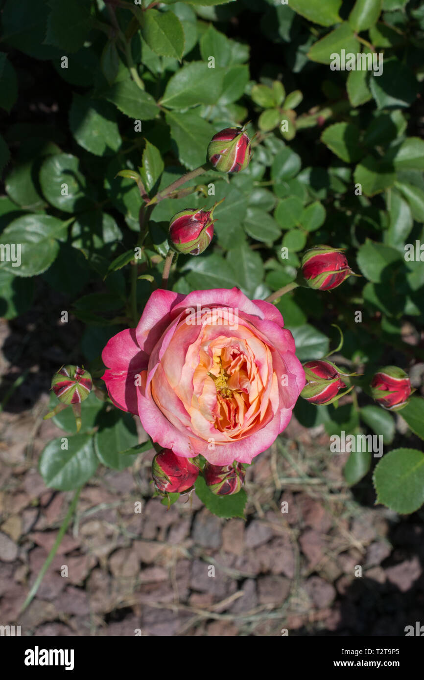 Blooming beautiful colorful rose in garden nature background Stock ...