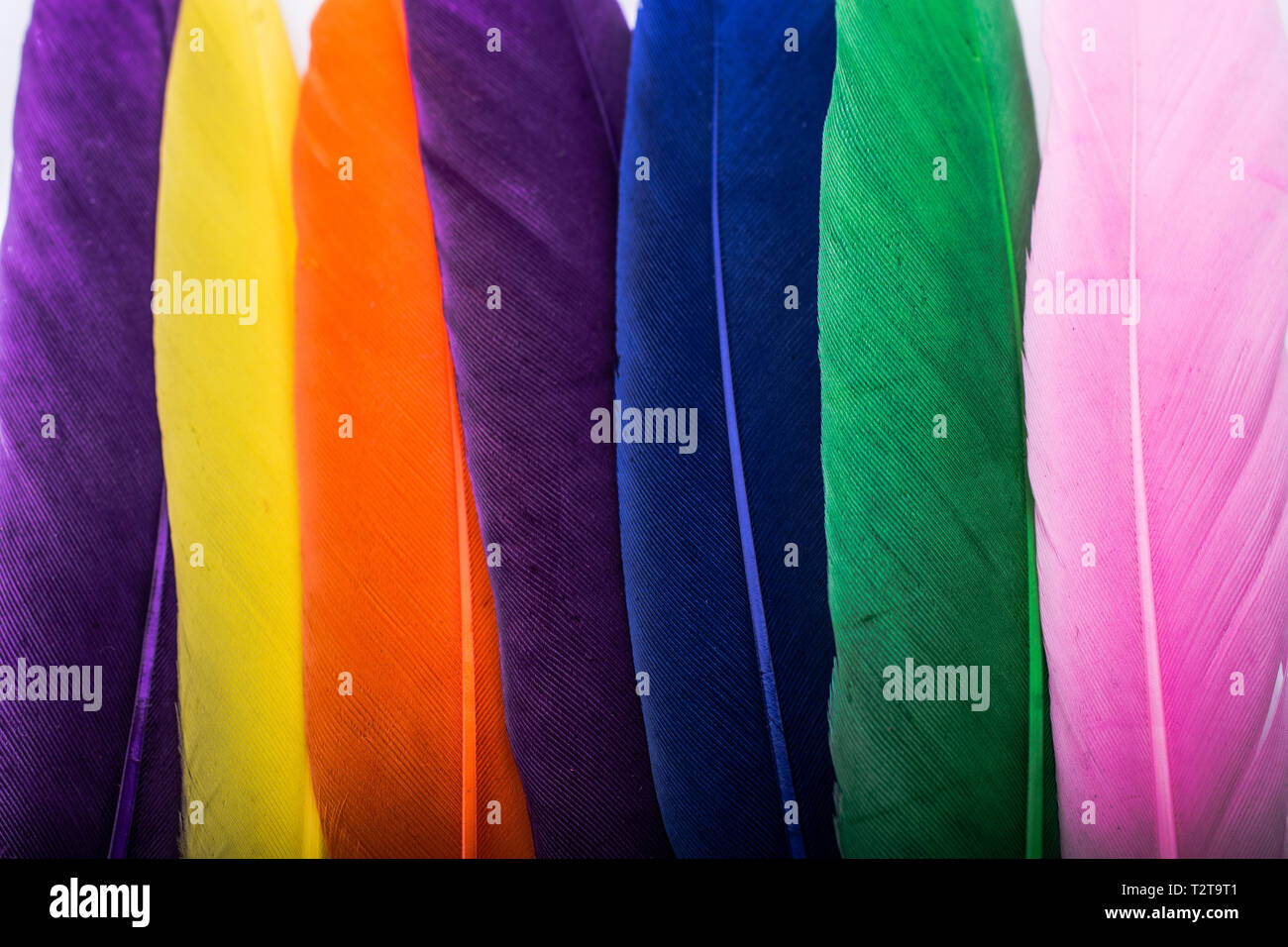 Studio shot photo of colored bird feathers as texture background Stock ...