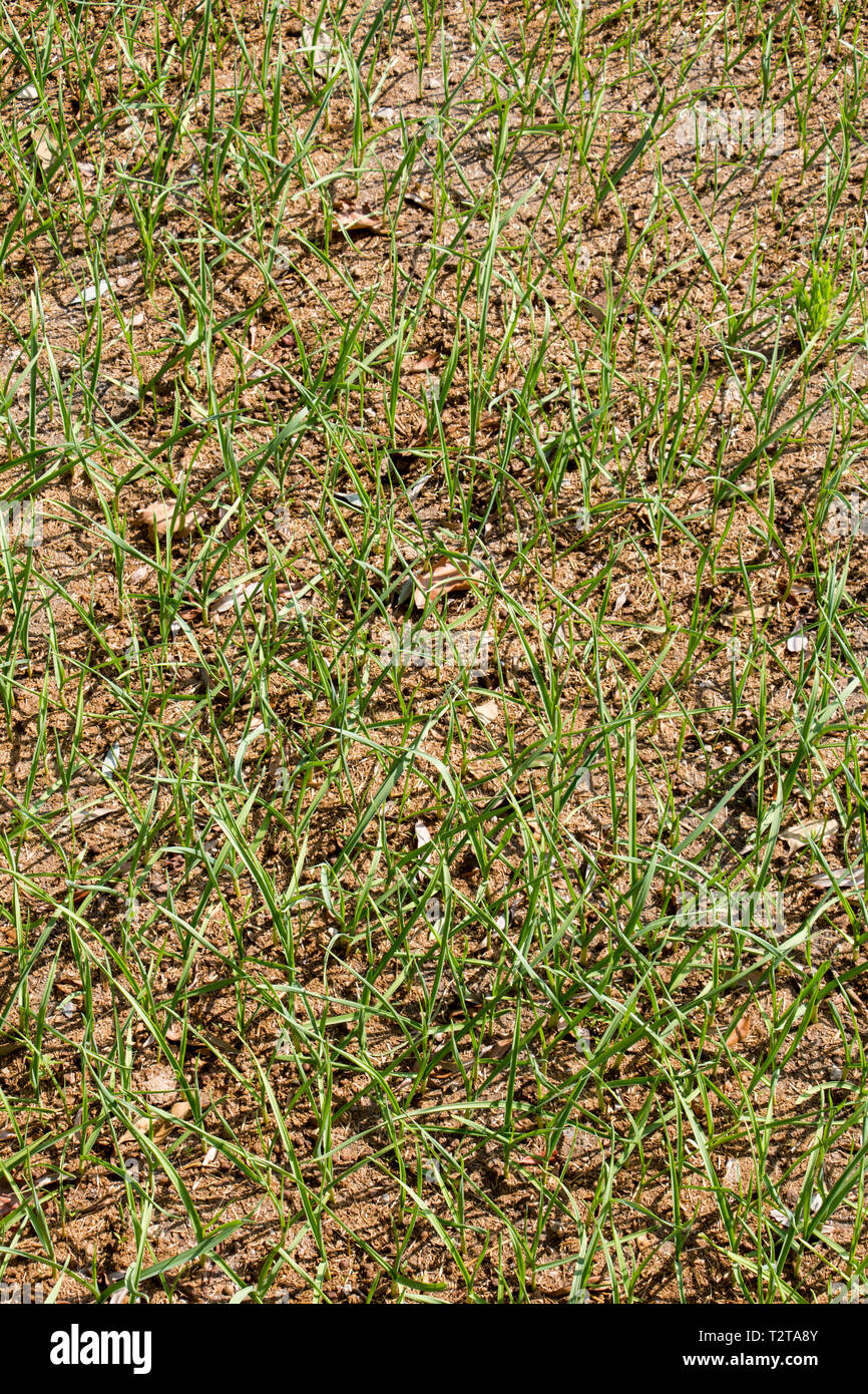 Growing sprouted agricultural crops in spring field Stock Photo - Alamy