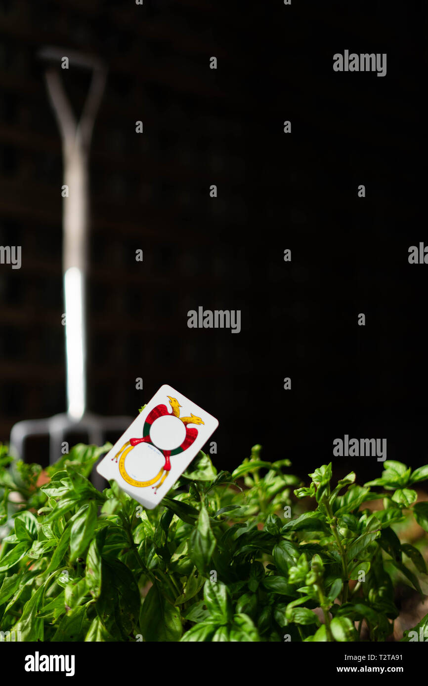 Briscola card in a basil bush with dark negative space and a pitchfork ...