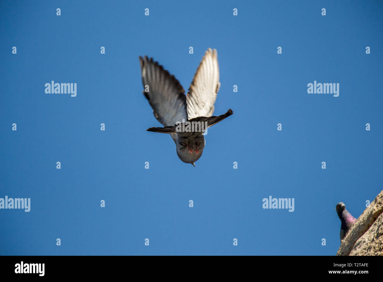 Single pigeon in the air with wings wide open Stock Photo - Alamy