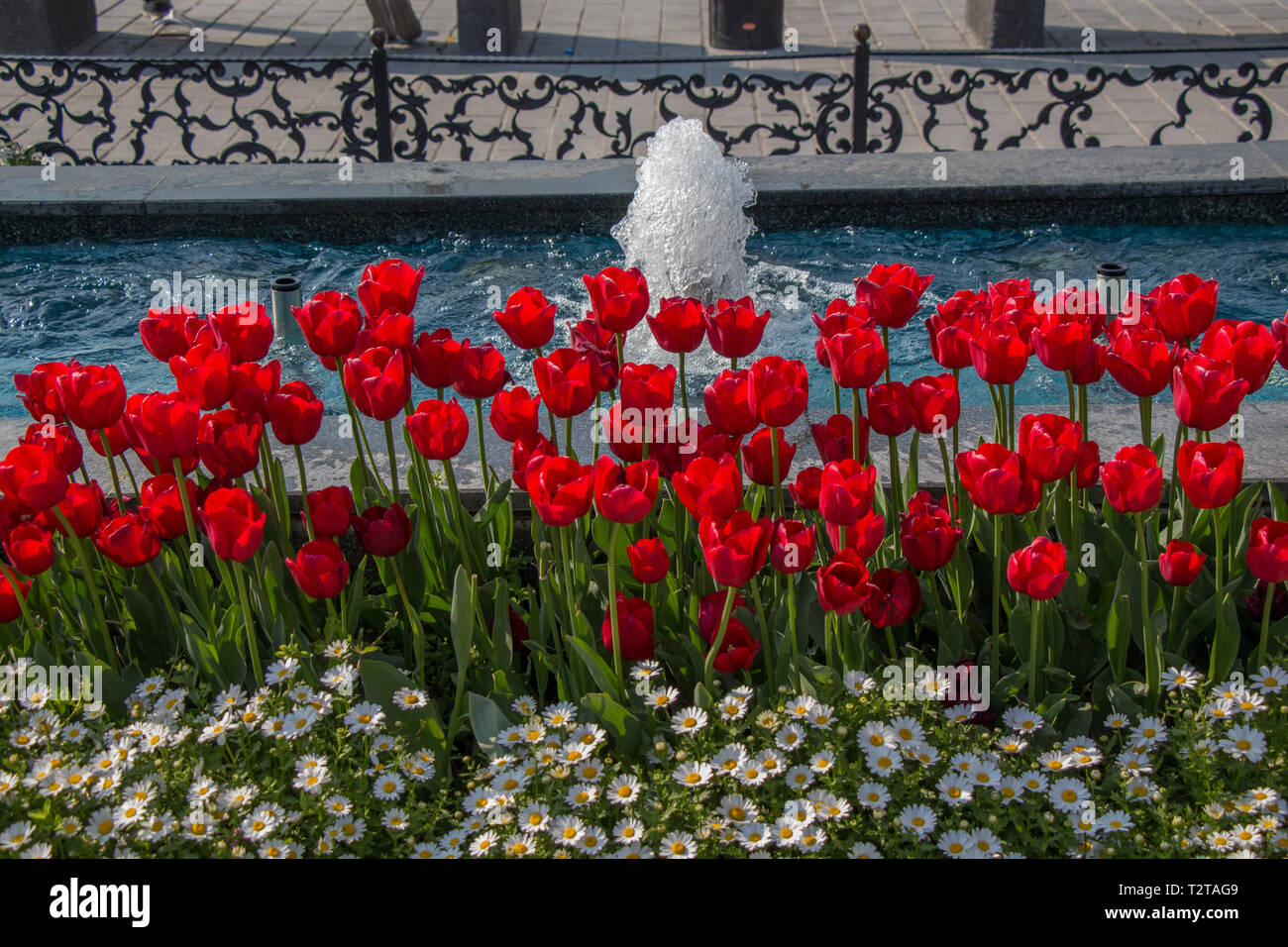 Red color Tulips Bloom in Spring in garden Stock Photo - Alamy