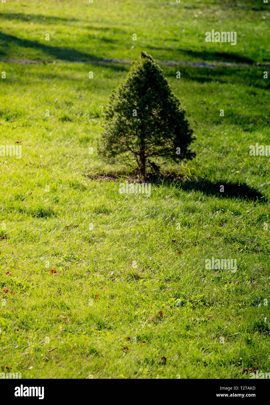 Very young small oak tree in pine forest in summer hi-res stock ...