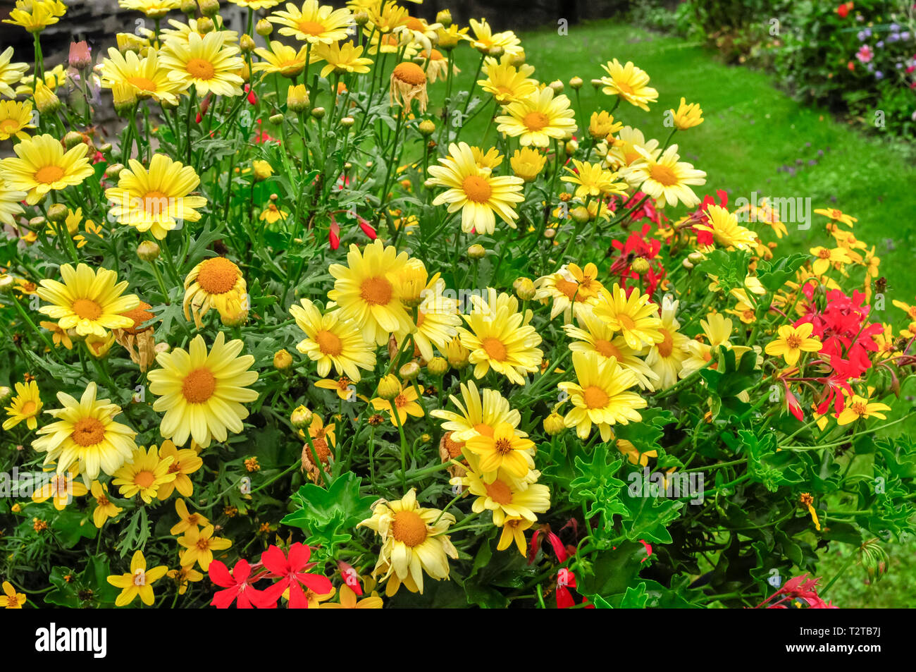 Yello green flowers hi-res stock photography and images - Alamy