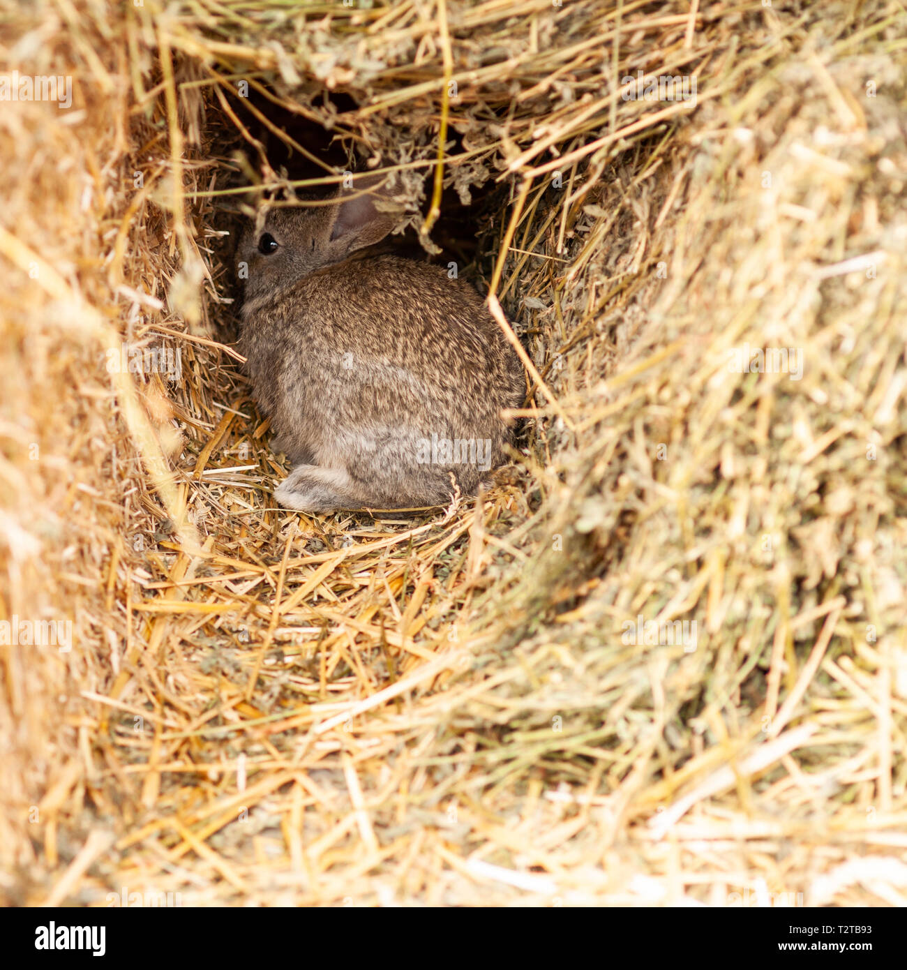 Baby rabbit in nest hi-res stock photography and images - Alamy