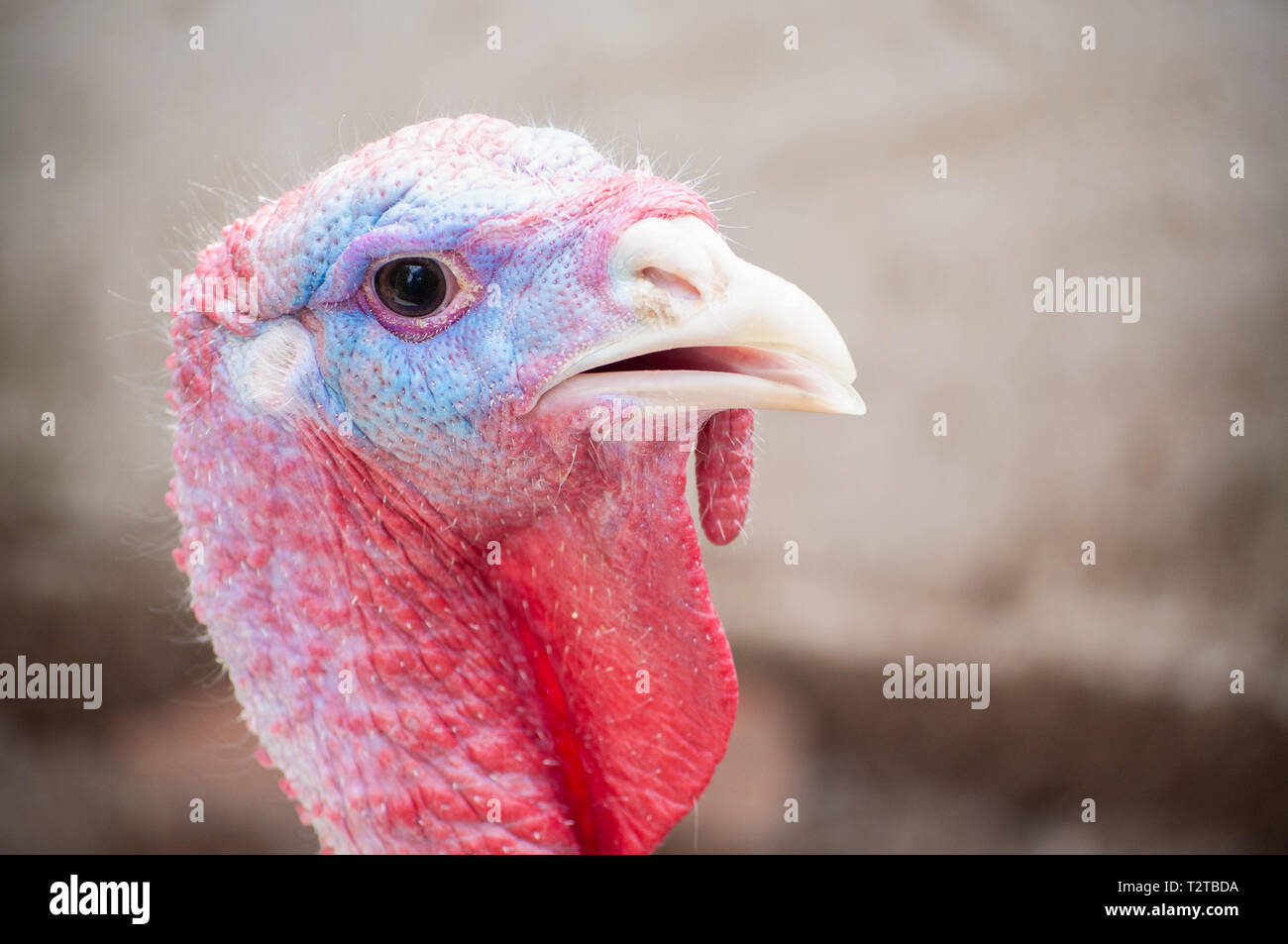 Portrait gobbler hi-res stock photography and images - Alamy