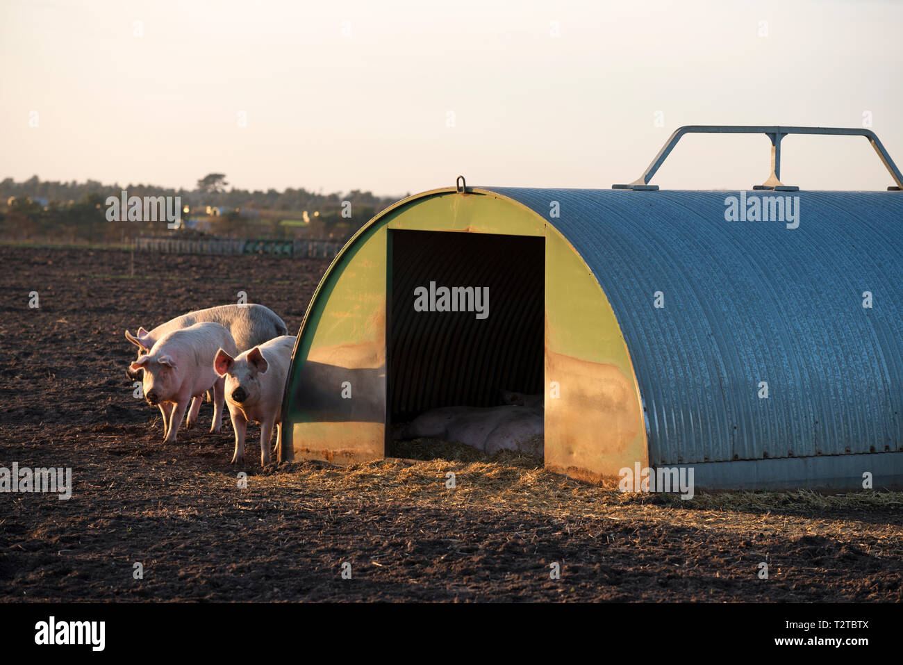 Outdoor reared pigs Stock Photo - Alamy
