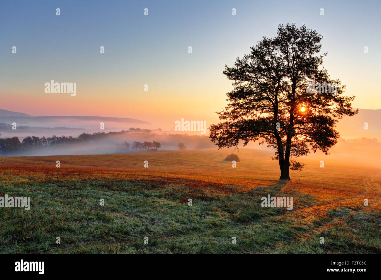Alone tree on meadow at sunset with sun and mist Stock Photo - Alamy