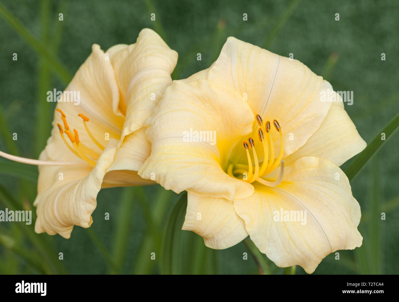 Day Lily "Longfields Pearl", Hemerocallis Stock Photo - Alamy