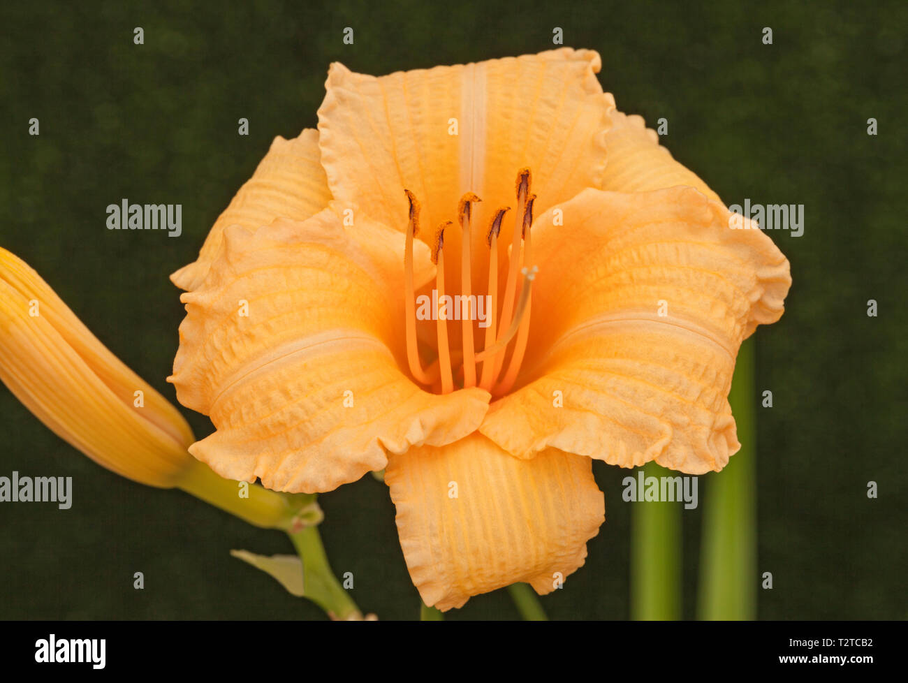 Day Lily "Bertie Ferris", Hemerocallis Stock Photo - Alamy