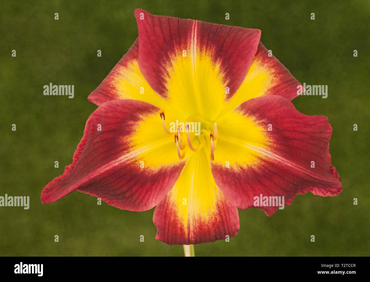 Red blooming perennial plants hi-res stock photography and images - Alamy