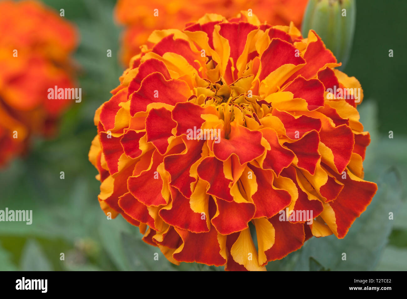 Afro-French Marigold "Zenith Red", Tagetes patula x erecta Stock Photo ...