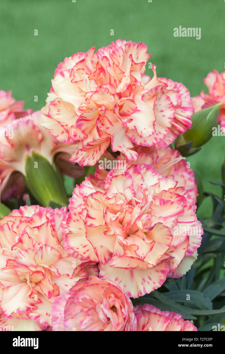 Bondi flowers hi-res stock photography and images - Alamy