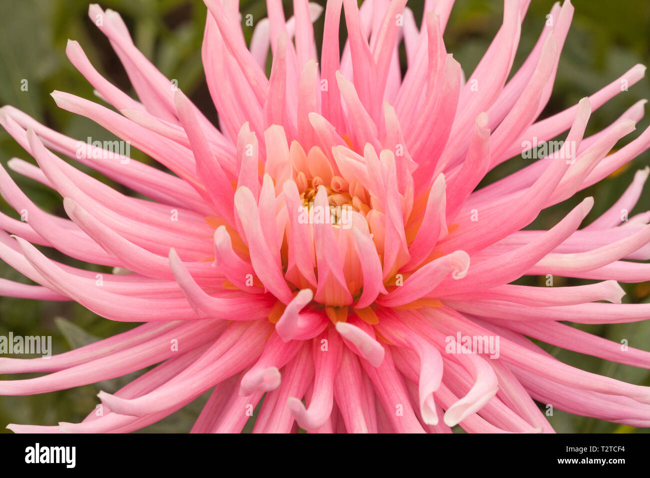 Dahlia park hi-res stock photography and images - Alamy