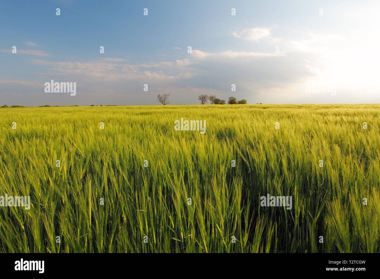 Barley green spring wheat field - meaodw Stock Photo - Alamy