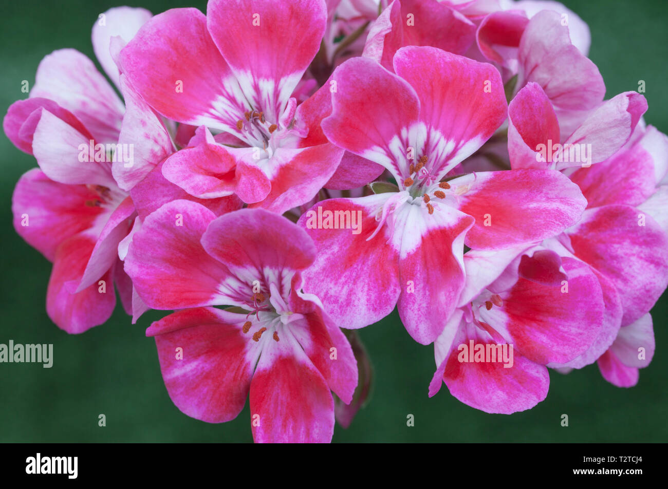 Geranium moonlight vinetta hi-res stock photography and images - Alamy