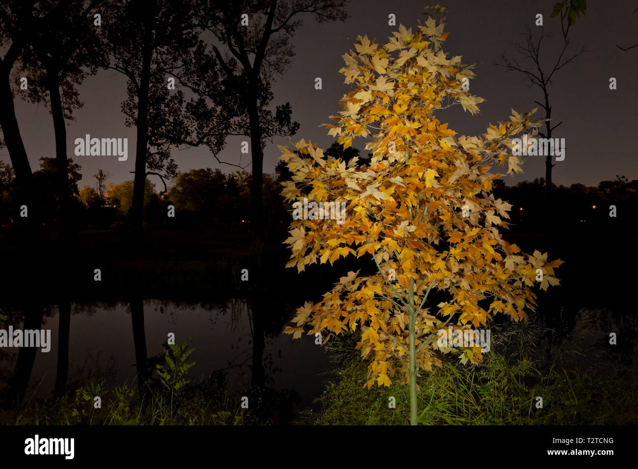 Young sugar maple tree at St. Louis Forest Park "painted" with light on ...