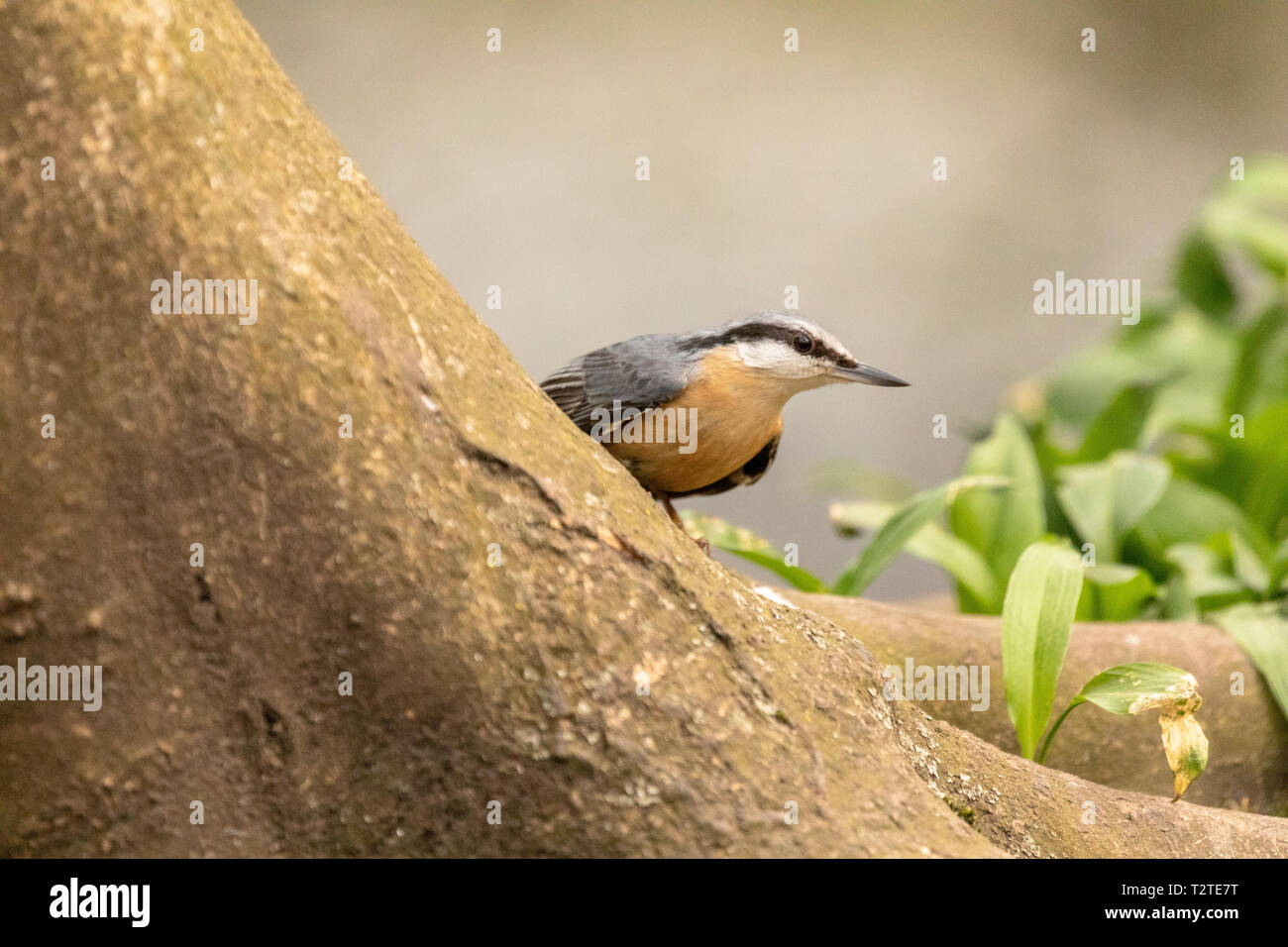 European nuthatch (Sitta europaea) UK - unusual portrait of bird ...