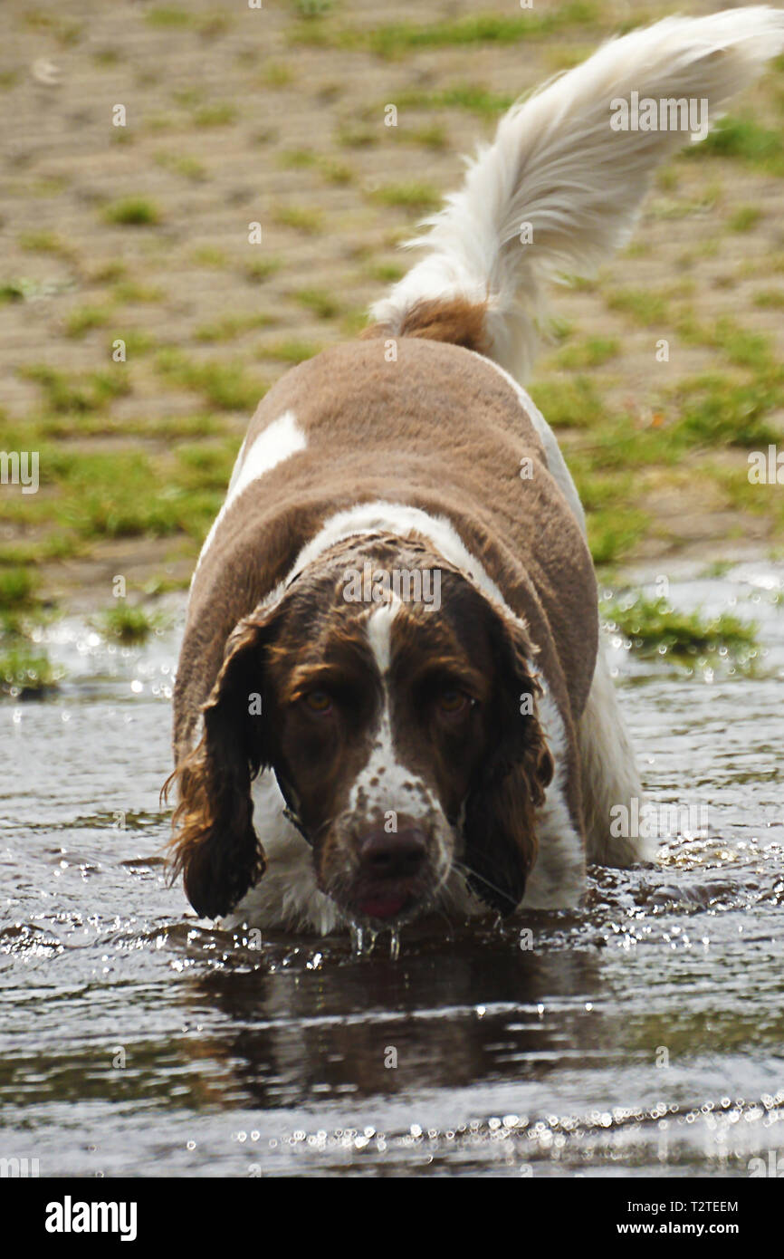 Dog in fast moving river hi-res stock photography and images - Alamy