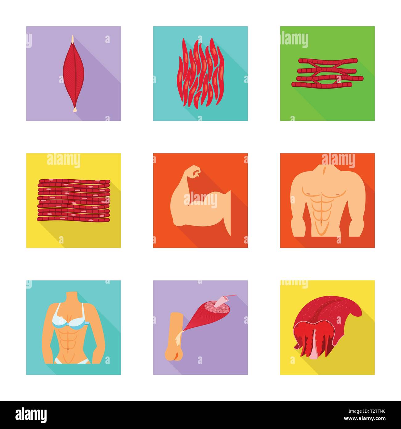 Vector design of muscle and cells icon. Set of muscle and anatomy stock ...