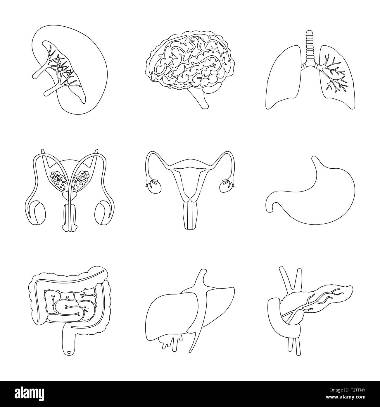 Vector illustration of anatomy and organ icon. Set of anatomy and ...