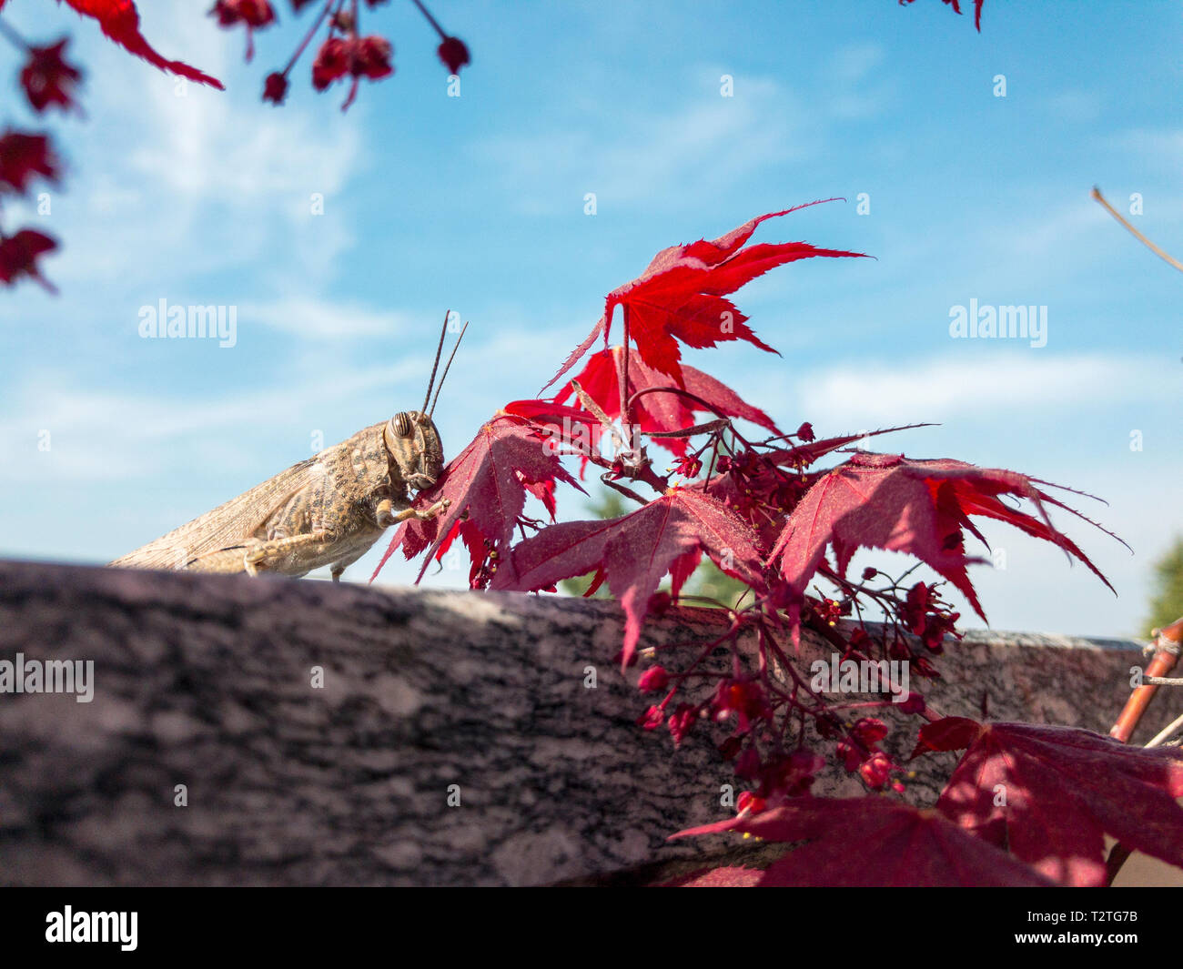 Locust tree leaf hi-res stock photography and images - Alamy