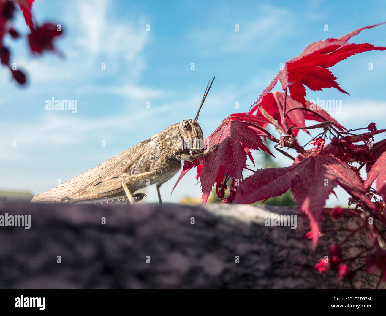 Closeup of a locust, species of short-horned grasshoppers in the family ...