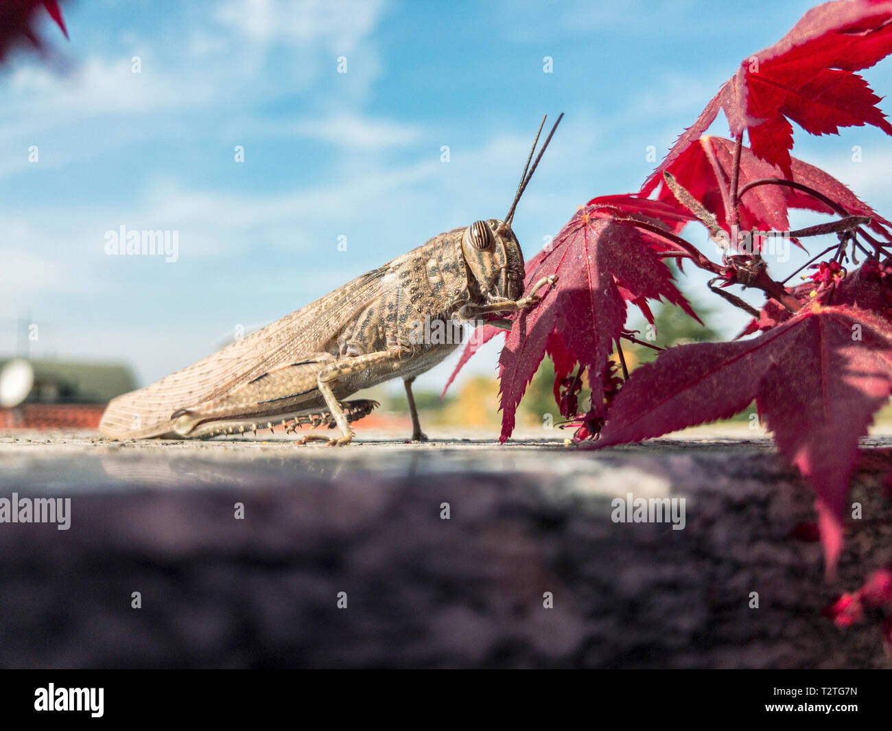 Locust tree leaf hi-res stock photography and images - Alamy