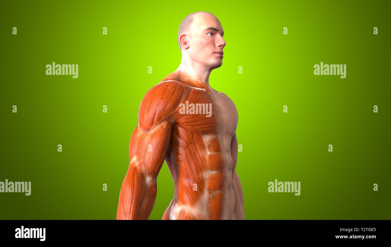 écorché man hi-res stock photography and images - Alamy