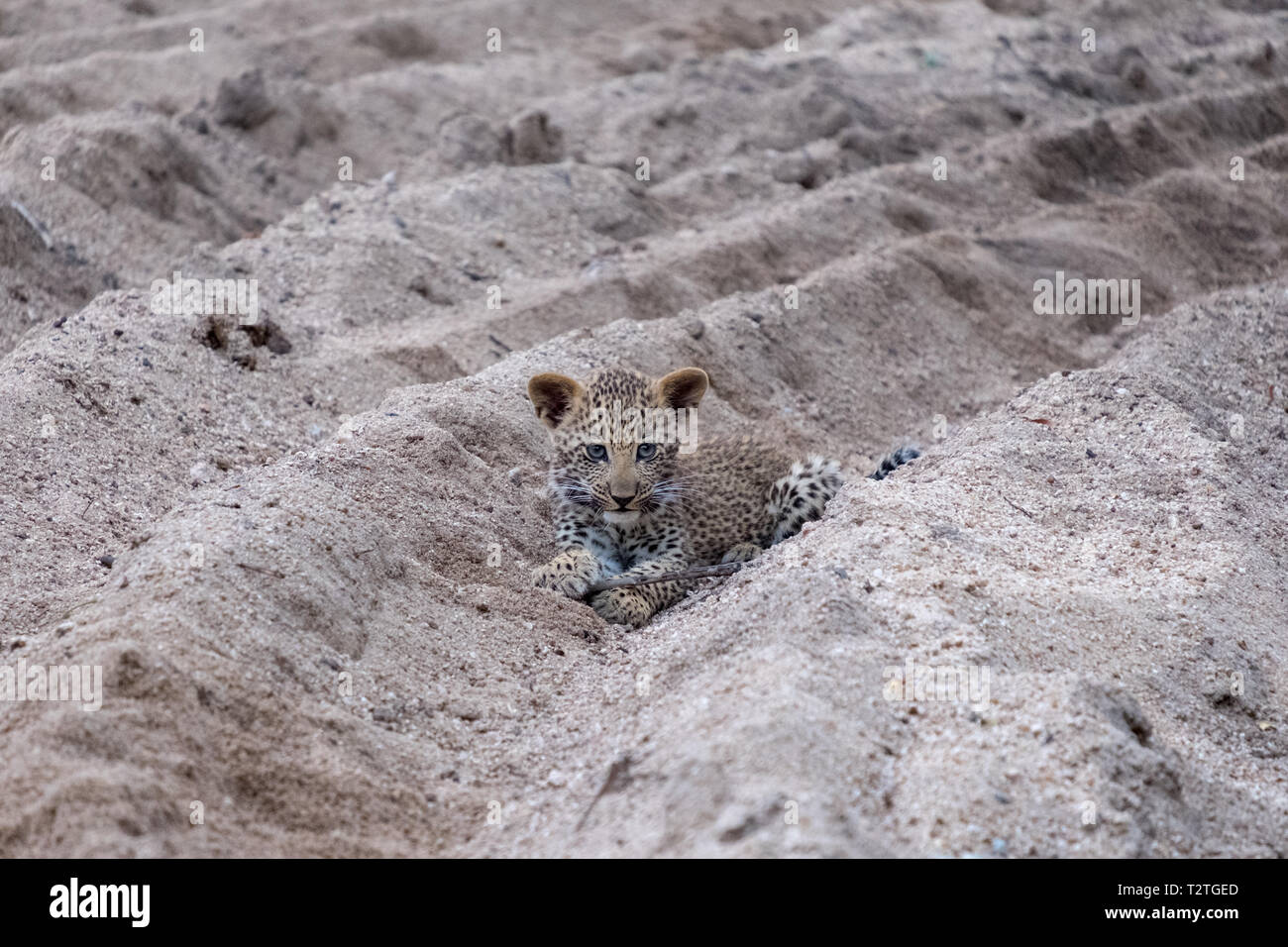 Cute leopard cub plays in the sand in Sabi Sands Safari Park, Kruger ...