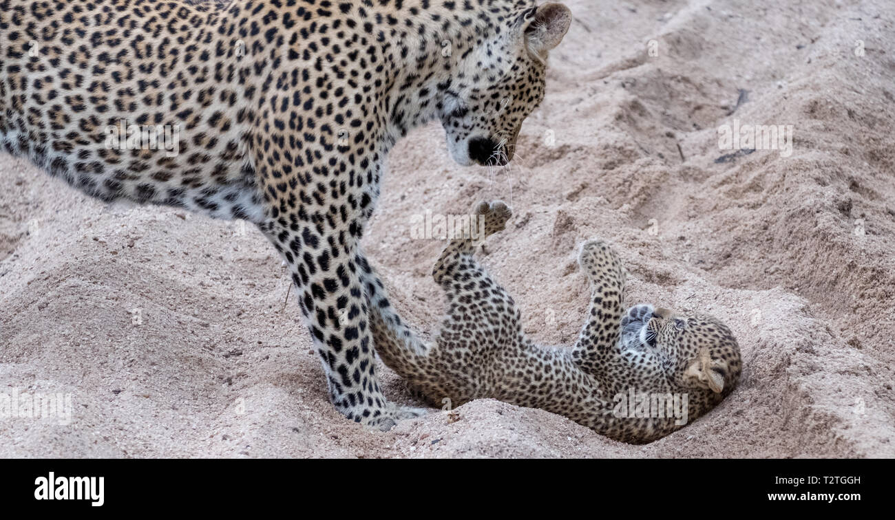 Female leopard playing harmlessly with her young cub in the sand at ...