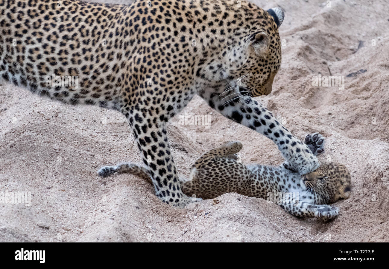 Female leopard playing harmlessly with her young cub in the sand at ...