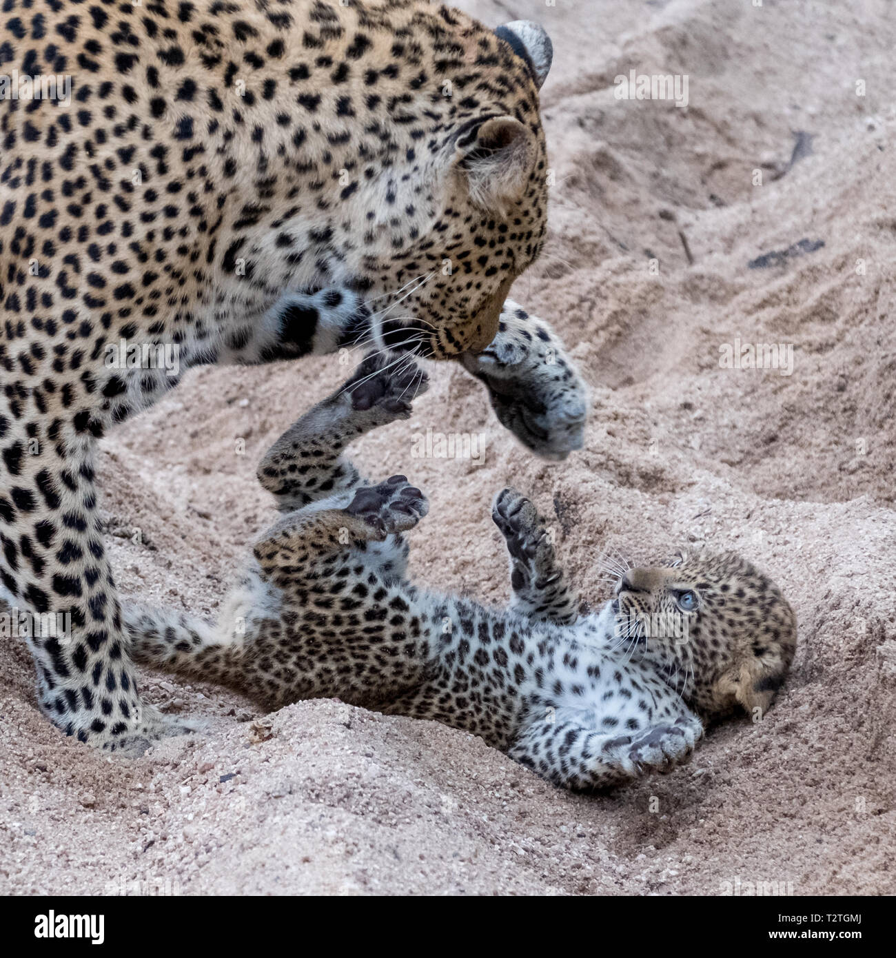 Mother leopard playing harmlessly with her young cub in the sand at ...