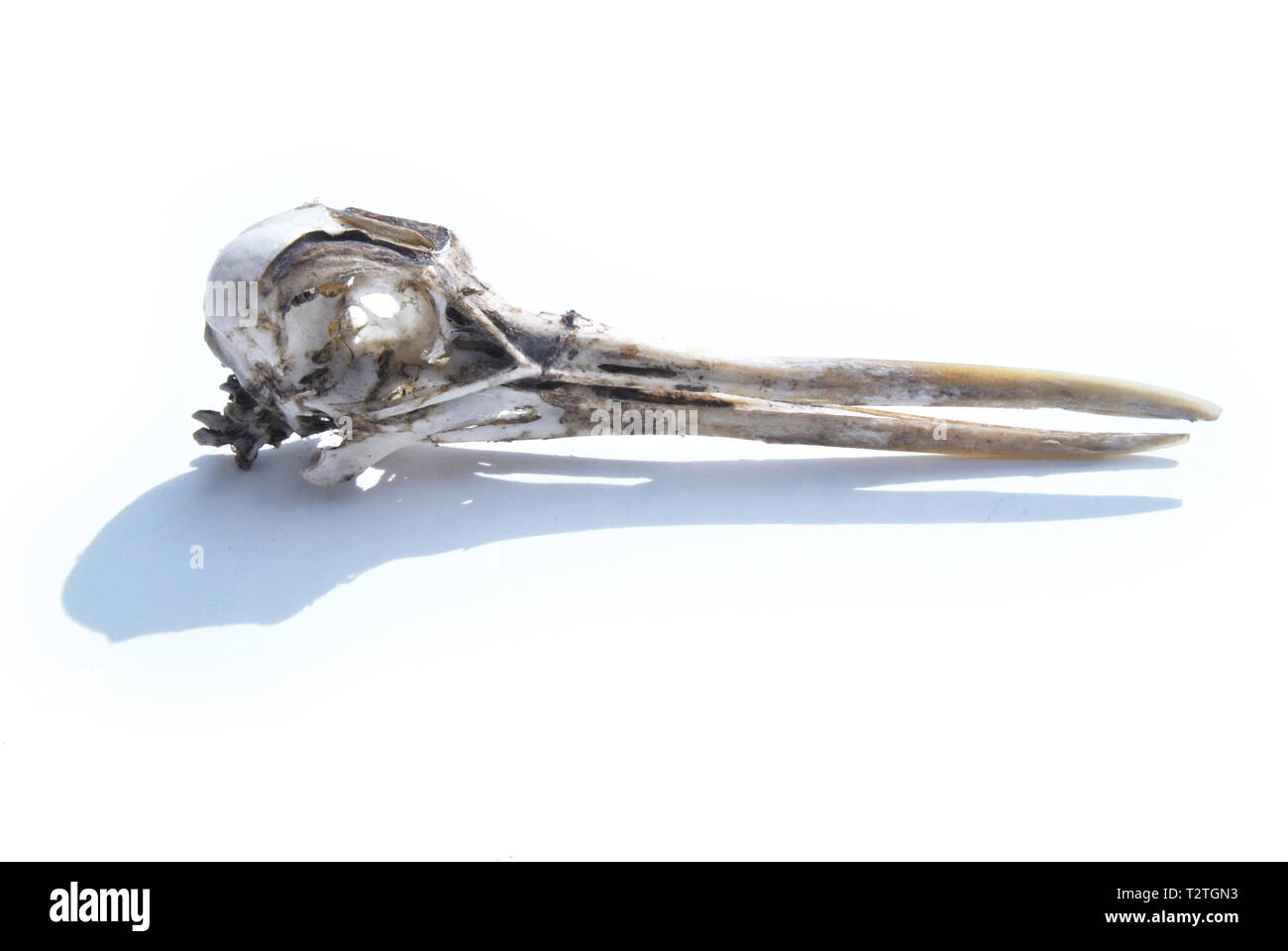 Bird skull and sudden death Stock Photo - Alamy