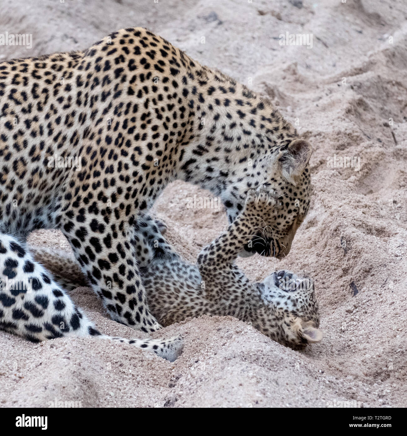 Female leopard playing harmlessly with her young cub in the sand at ...