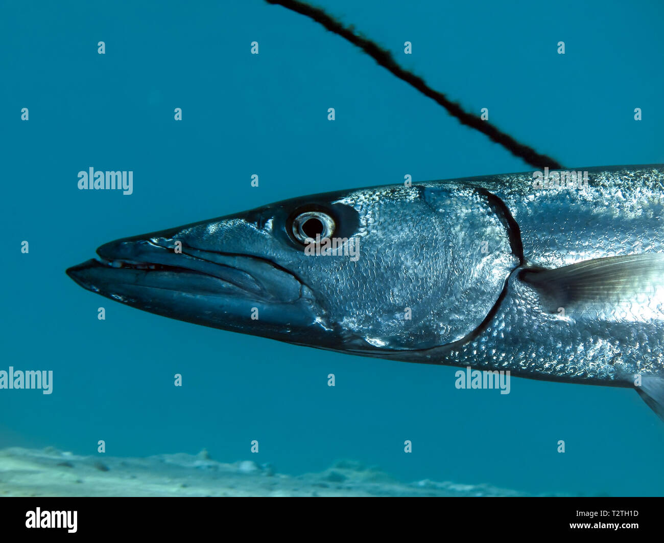 Great barracuda (Sphyraena barracuda Stock Photo - Alamy