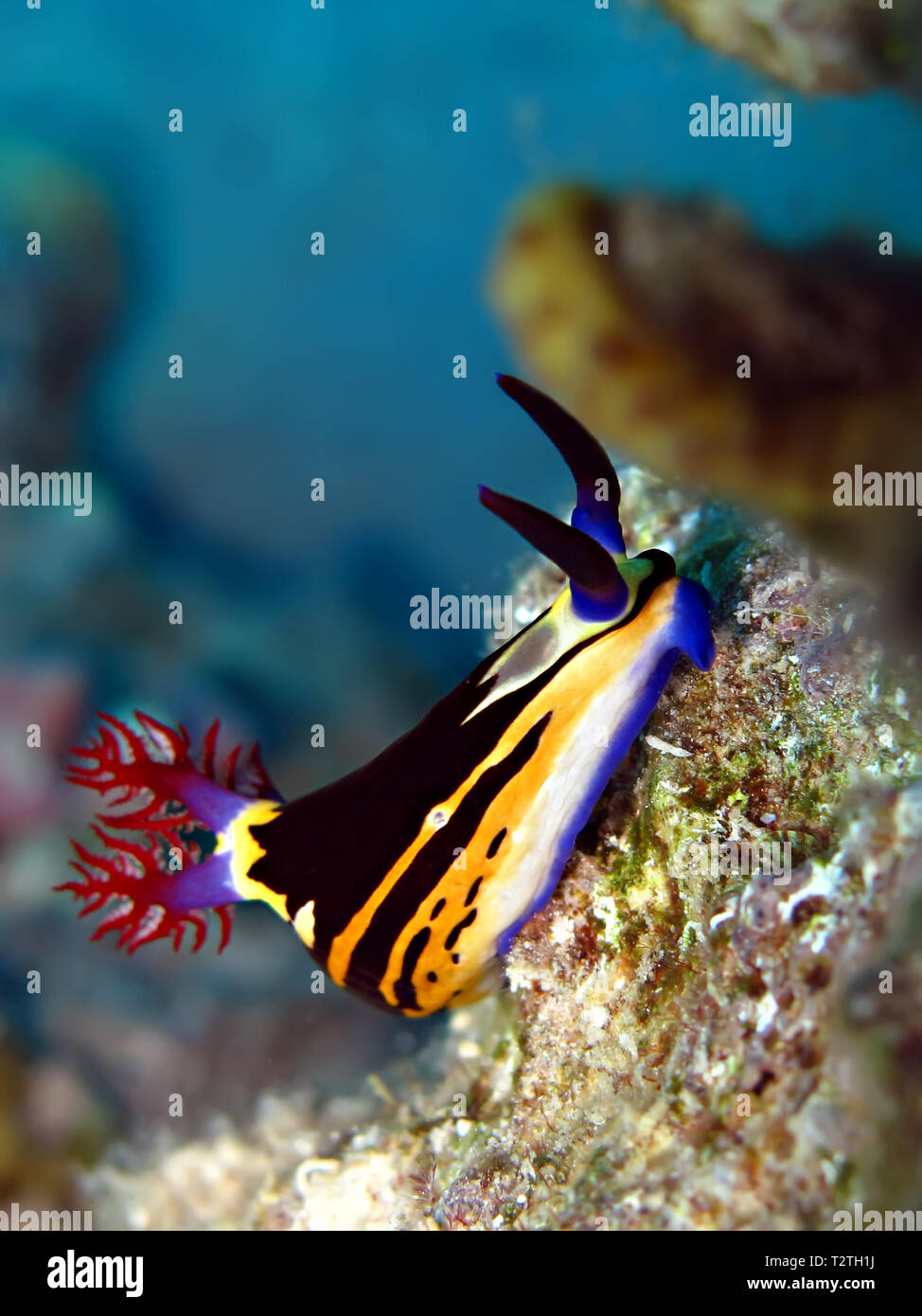 Nembrotha megalocera hi-res stock photography and images - Alamy