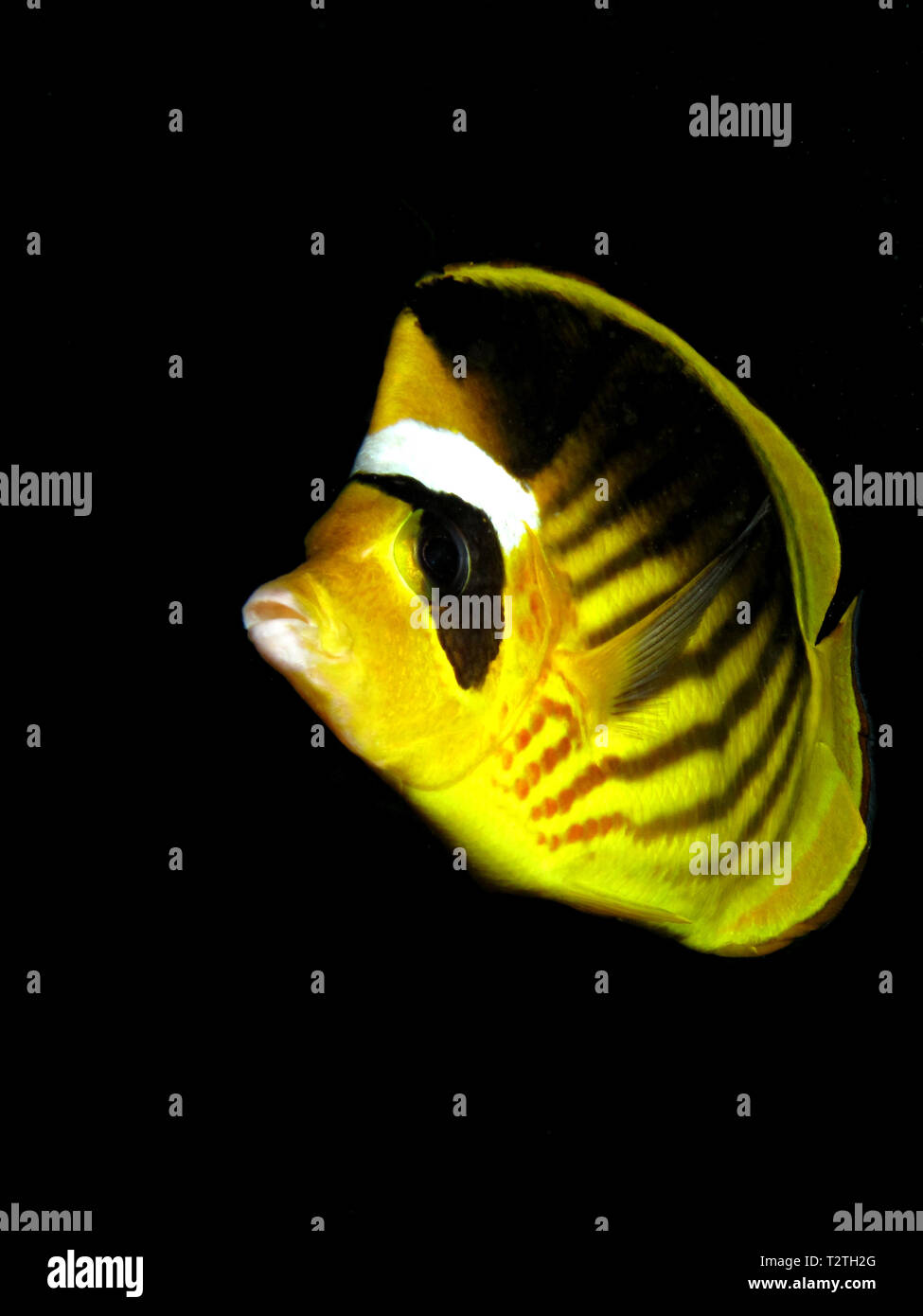 Red Sea Raccoon Butterflyfish (Chaetodon fasciatus Stock Photo - Alamy